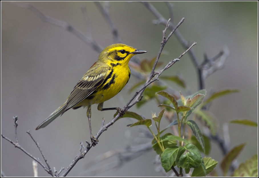 Explorations of an Ecologist: Breeding Prairie Warblers at Carden!