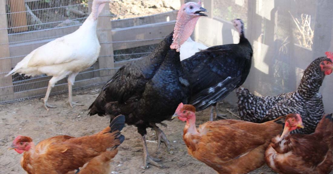 MILAGRO Natura: PAVO DOMÉSTICO