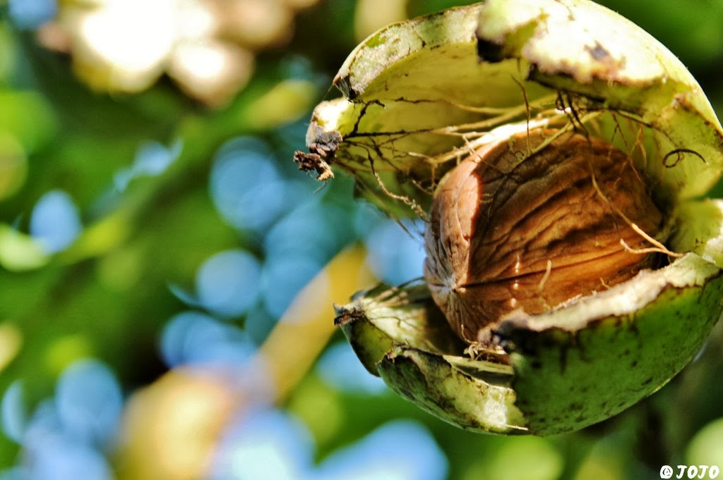 Despre Livada de Nuc: What is the area of walnut plantings in Moldova ...