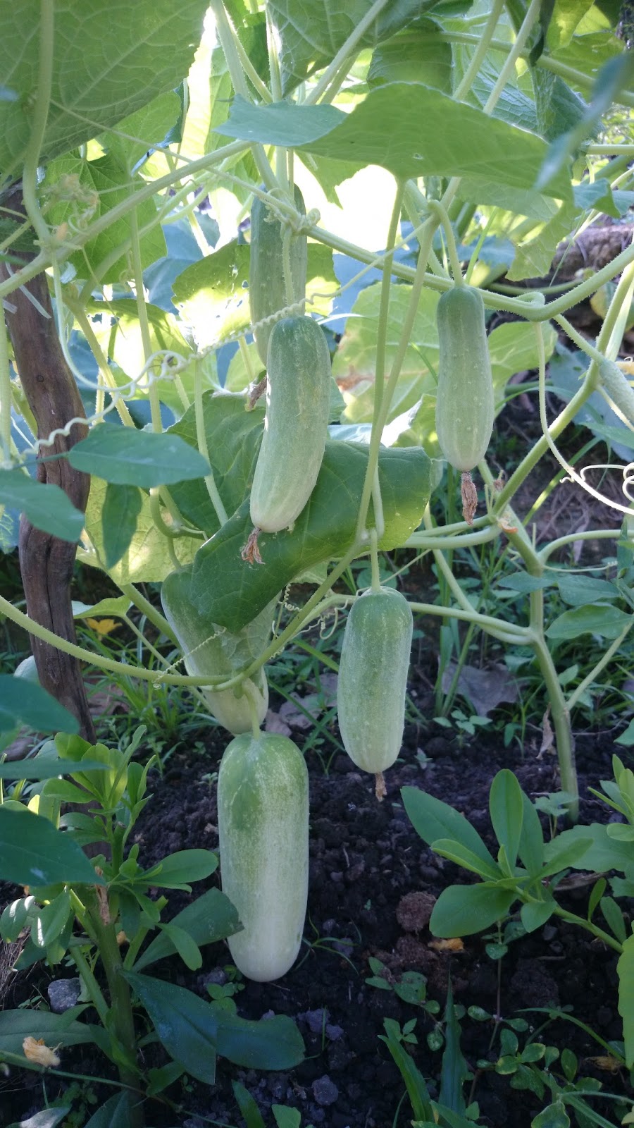 PERKEMBANGAN TIMUN MINI DI KBR - Rangkuman Cara Bertanam Lengkap