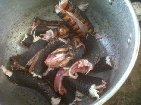 Endy Tight: Eating snake meat can eliminate fatigue and delay aging.