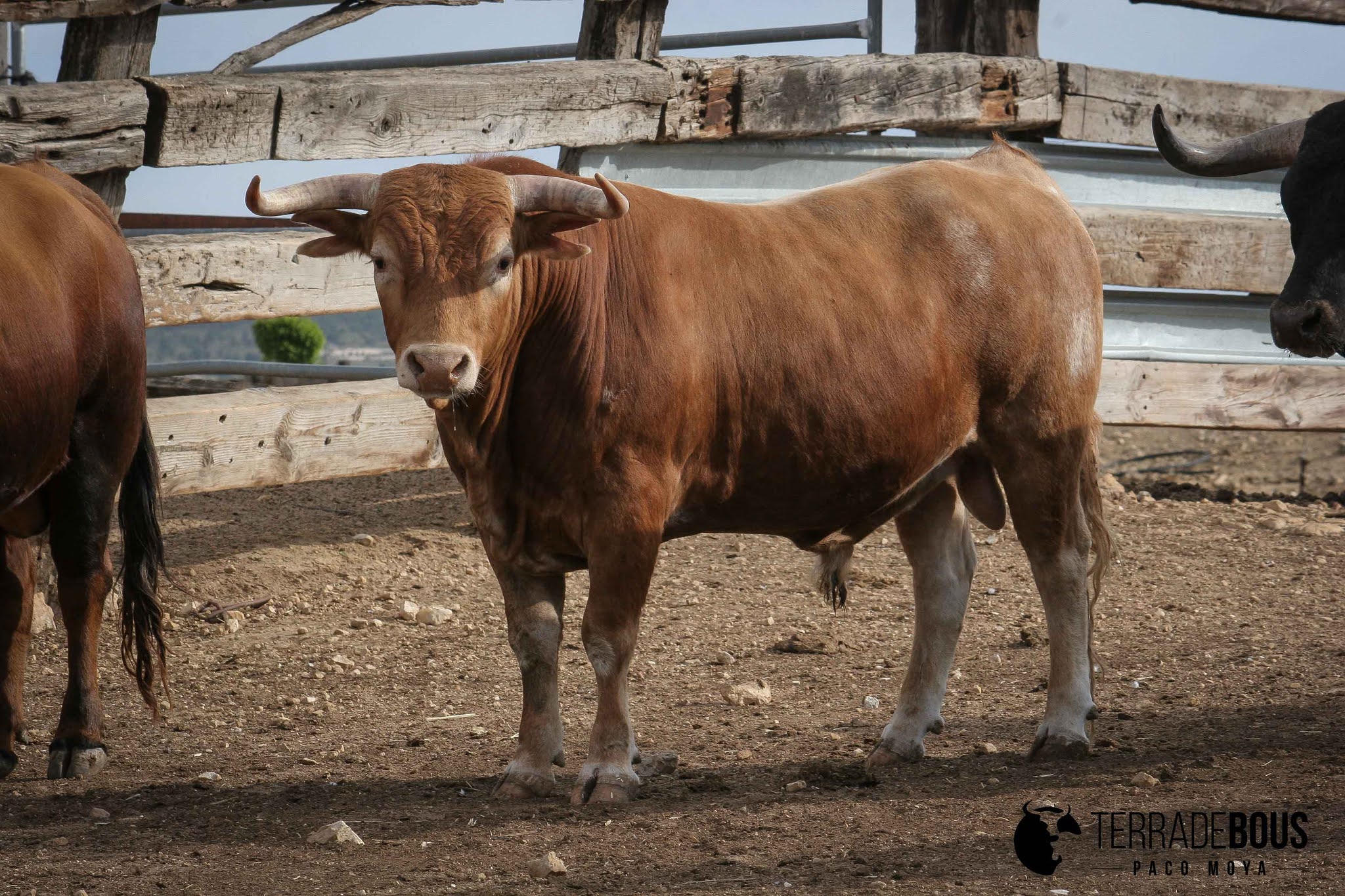 PELAJES DEL TORO DE LIDIA: PINTAS COLORADAS