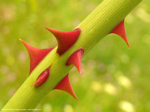 The Blessing of Thorns - Author Unknown - Must Read