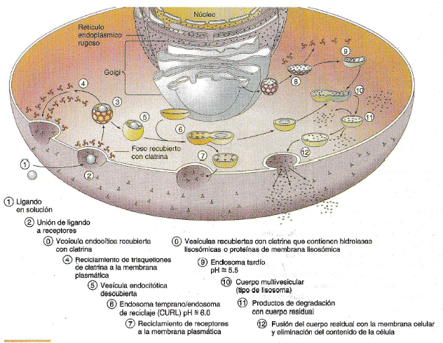Histología Pa La Banda: Endosomas y Lisosomas