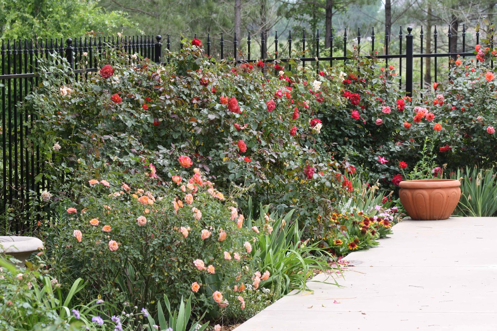 Roses and Other Gardening Joys: The Main Rose Garden, Part 2