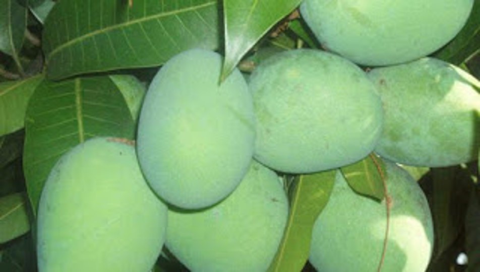 Qisas: MANGGA TELUR CEPAT BERBUAH