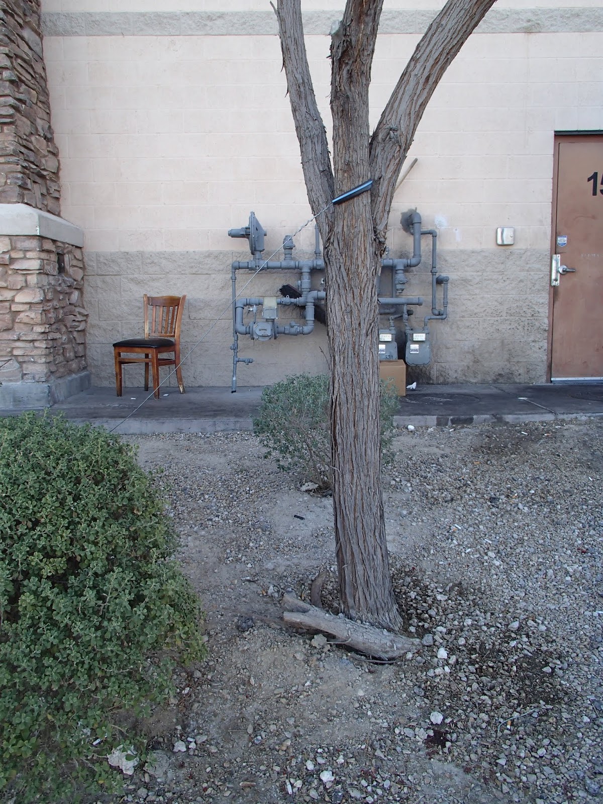 Xtremehorticulture of the Desert: Pine Tree Not Growing