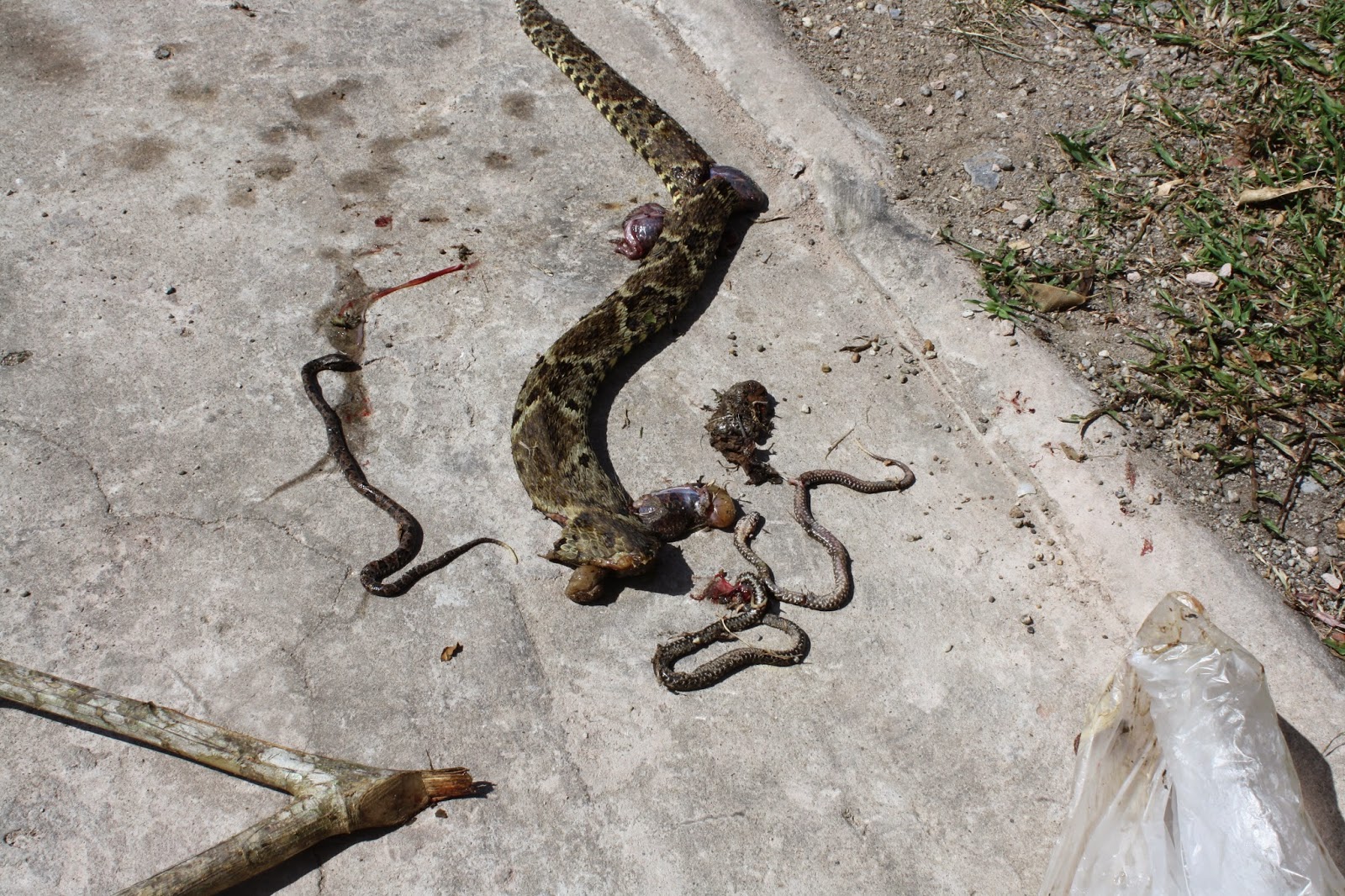 Corlans Eco Estate Coryal Trinidad (lets talk cocoa and cocoa products ...