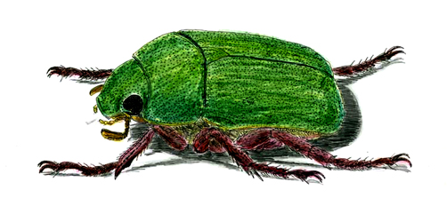 Escalofriorgasmicosmicuántico: El gusano y el escarabajo
