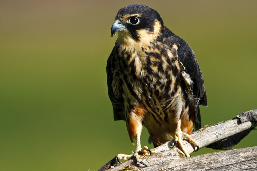El Alcotán, as de la velocidad | Águilas del mundo