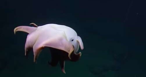 LOOK: Scientists capture photos of deep-sea ‘ghost’ - The Summit Express