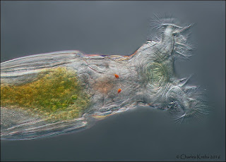Bdelloid Rotifers - Discover Now - A picture gallery