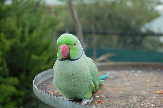 The Plural Of Hyena: Fat Birds