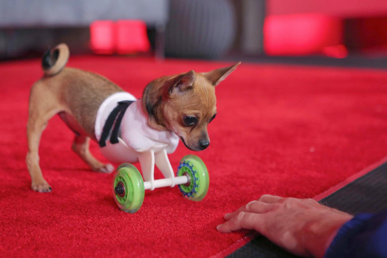 To Dog With Love: Fido's Freebie Friday is #BetterWithPets