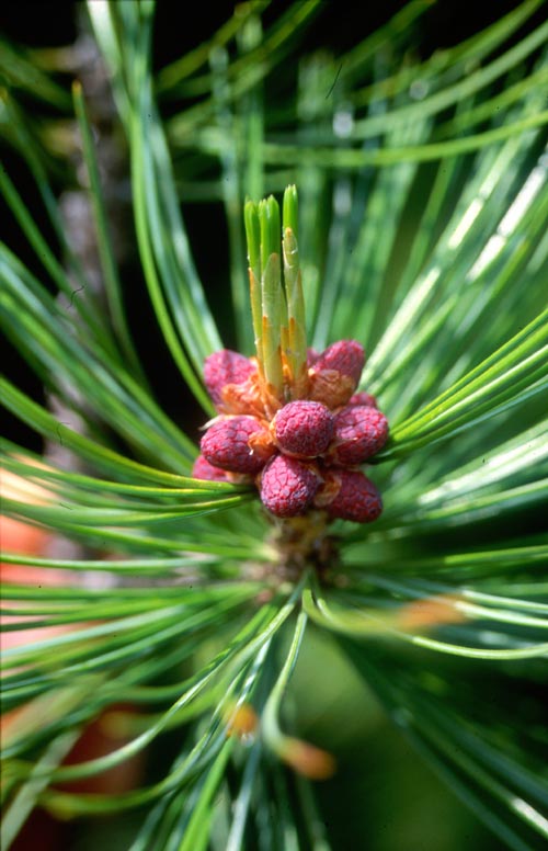 NATUR FREUNDE UMWELT : [ #baum ] Die Zirbe in Vorarlberg