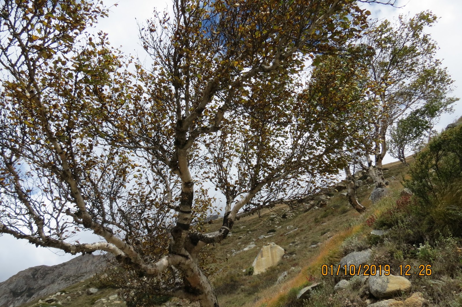 Yatra Tatra Sarvatra .......Trips of Alok: Gaumukh Trek