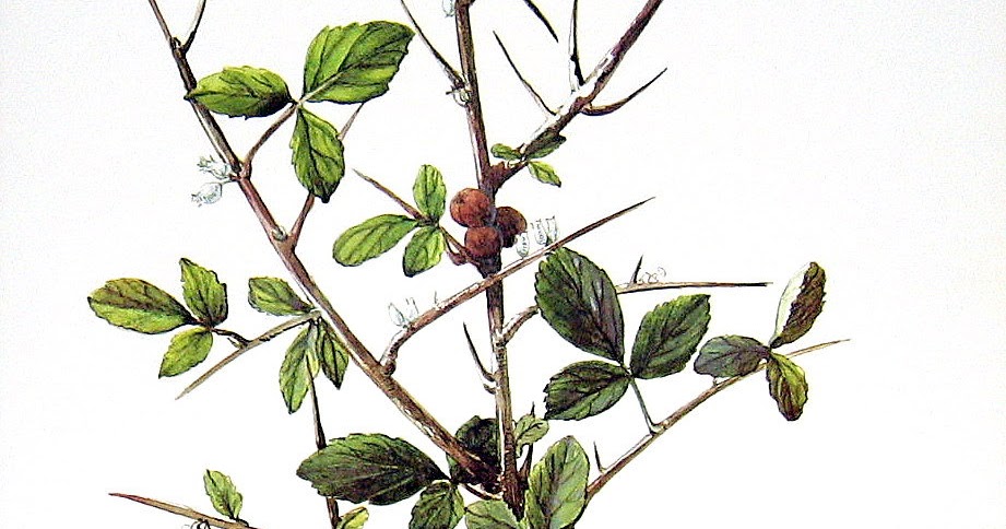 My Spiritual Journey: On the Use of Bdellium