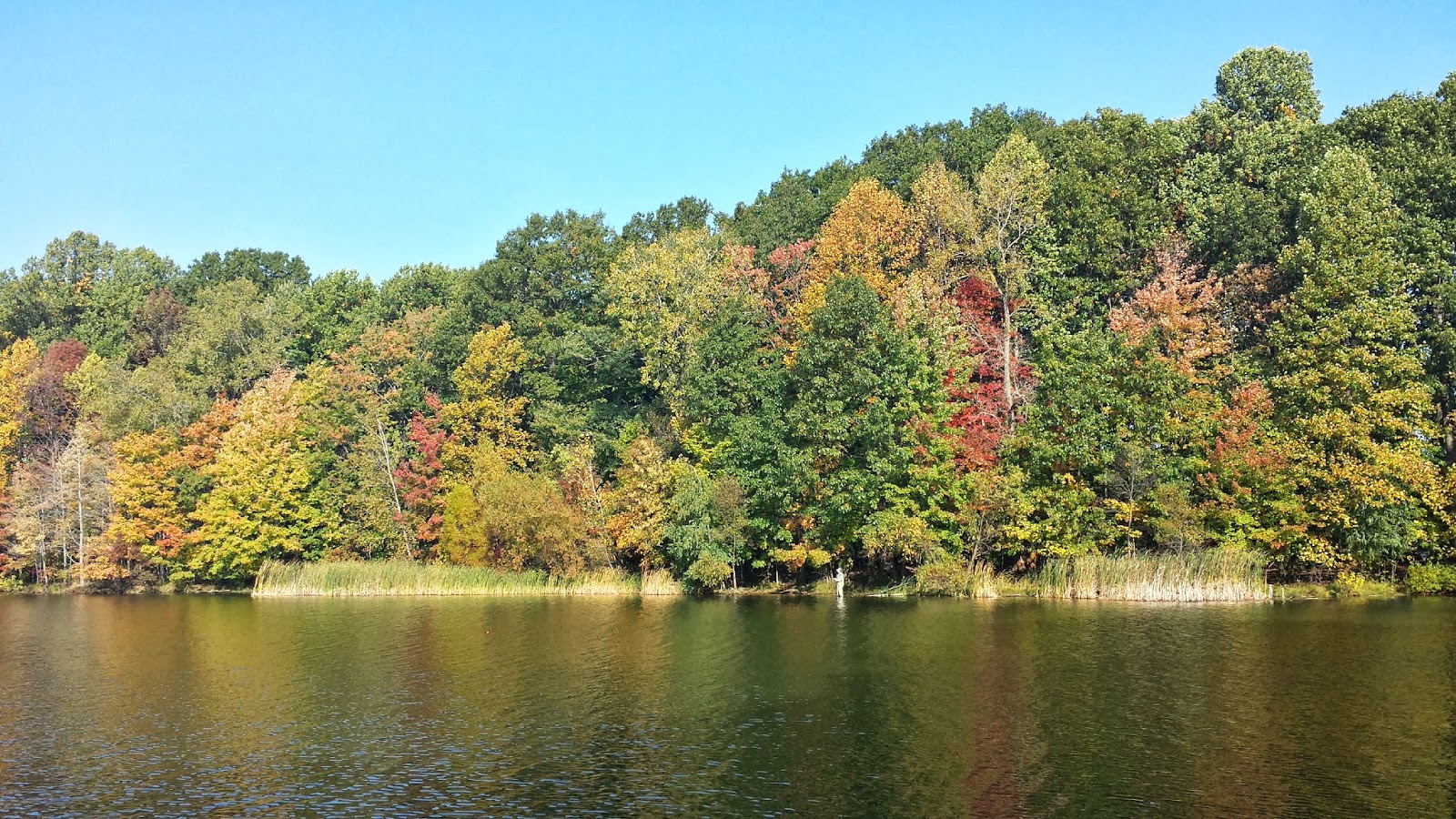 Lake Metroparks Fishing Report: Veterans Park pond stocked today