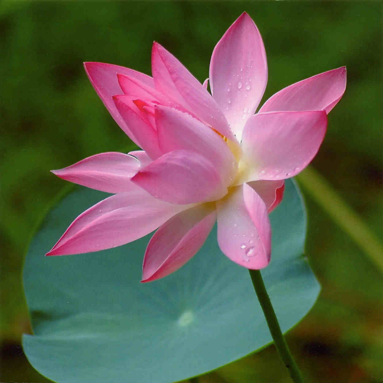 Joyful Art: Colors Symbolism and Effect on People