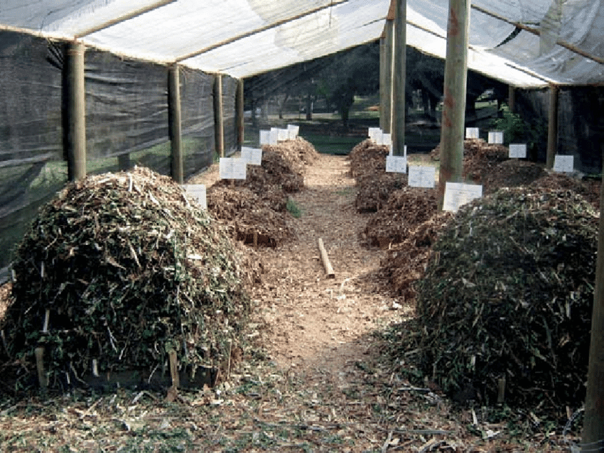 GALLINAZA COMPOSTADA: IMAGENES DE LA GALLINAZA COMOSTADA