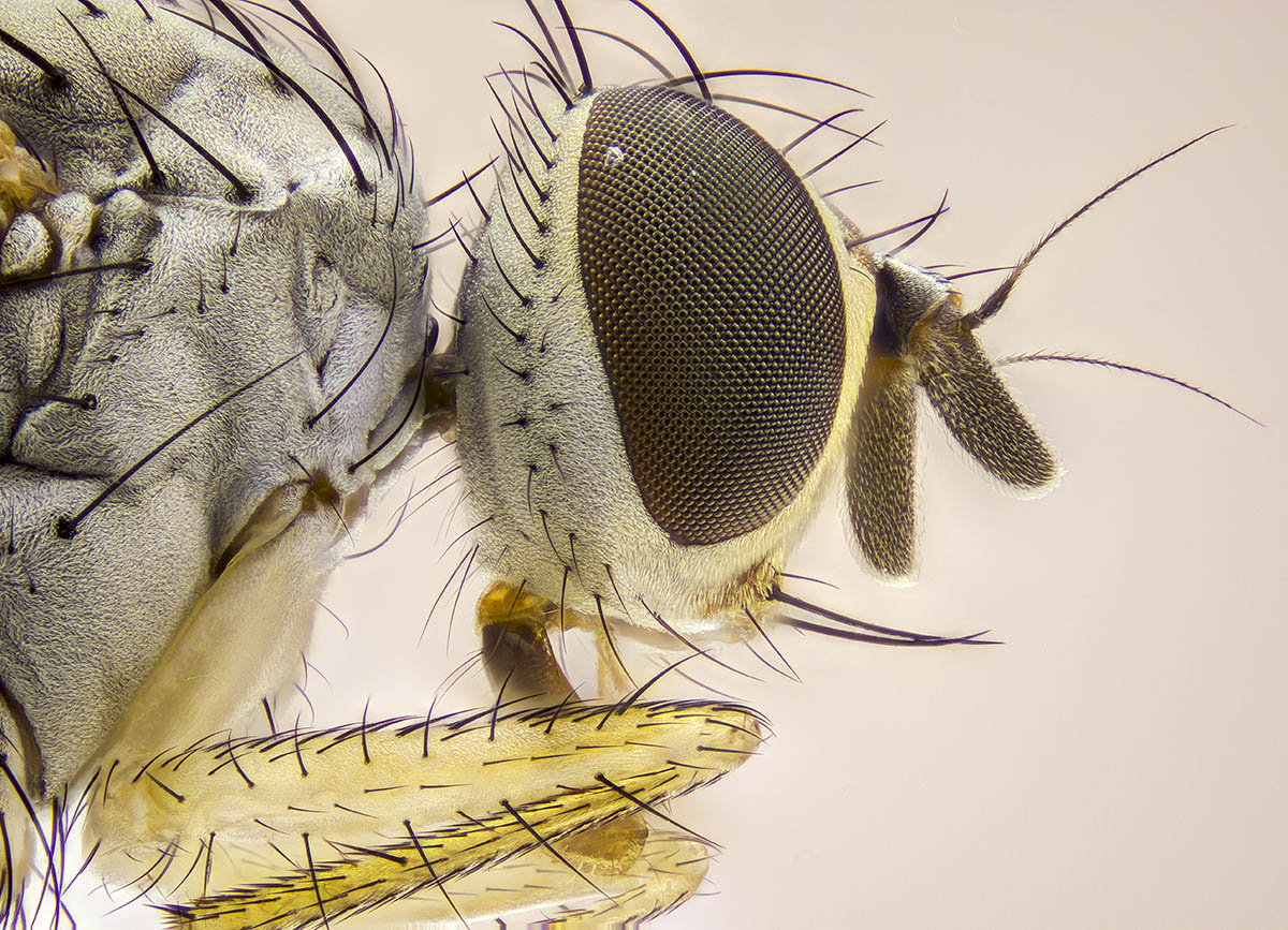 Utgångspunkt 63° 31,x' N - 22° 31,x' O: Coenosia testacea