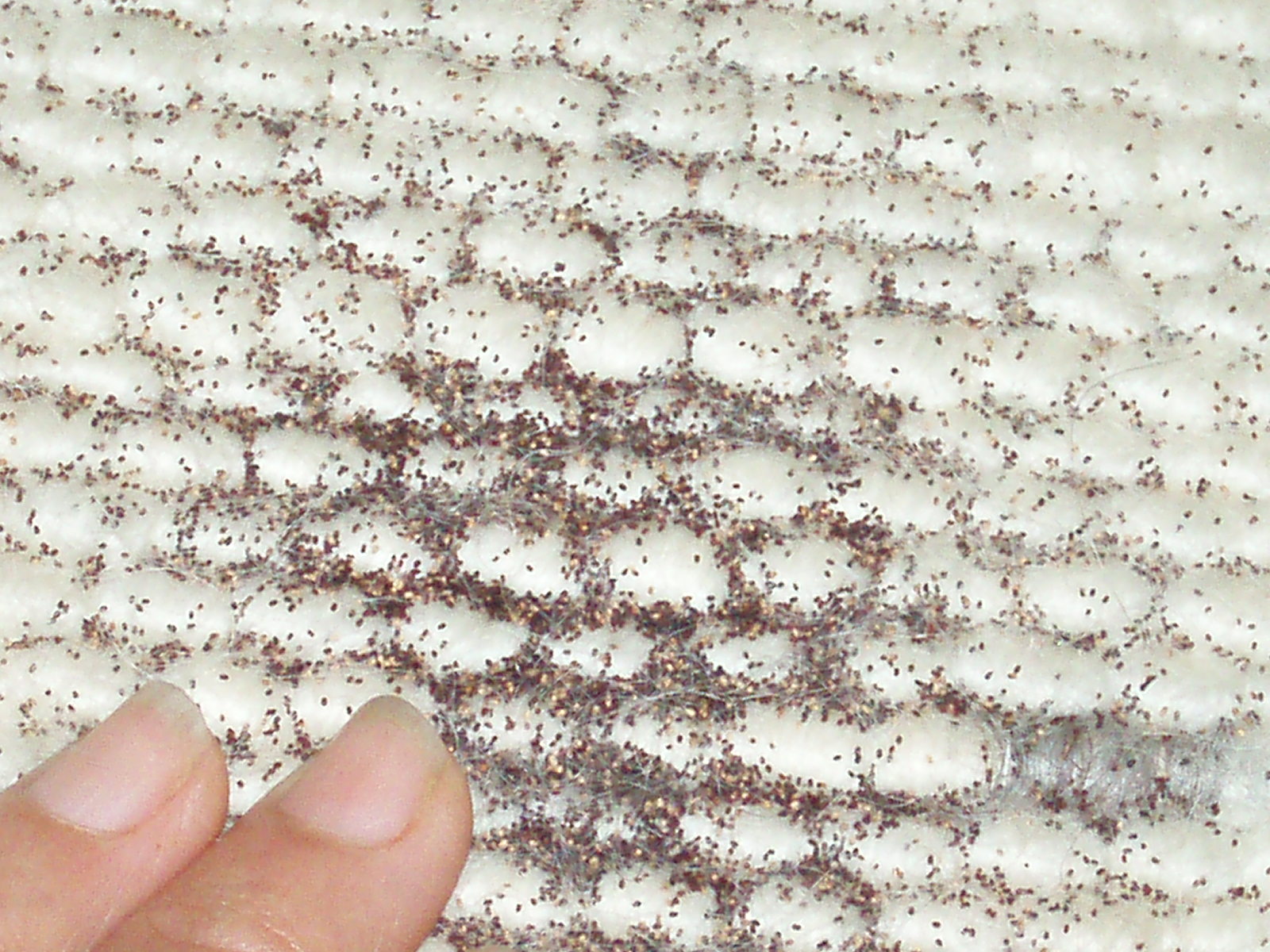 Maui Jungalow: Initial Signs of Termite Infestation AKA "What Is This ...