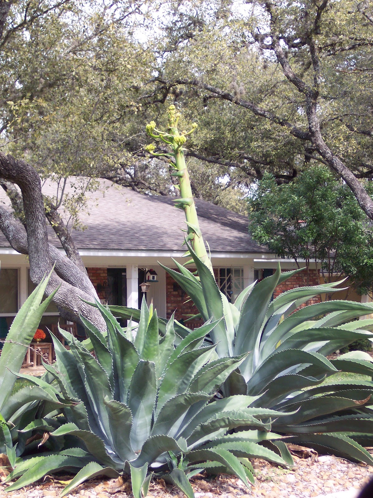 Rock-Oak-Deer: Around the Block: Aloe and Agave Blooms