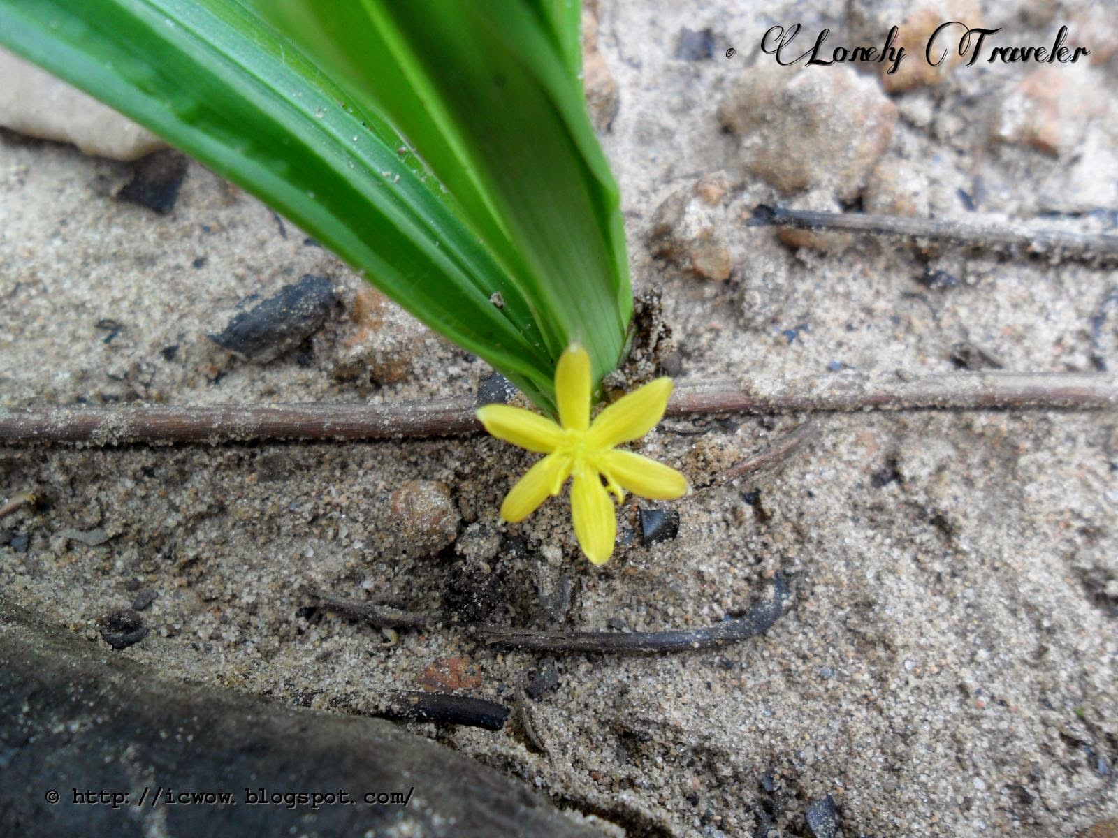 Palm Grass Flower - Molineria capitulata