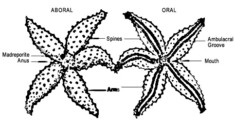 Study of Leech and Sea star By Dr. Vidhin Kamble
