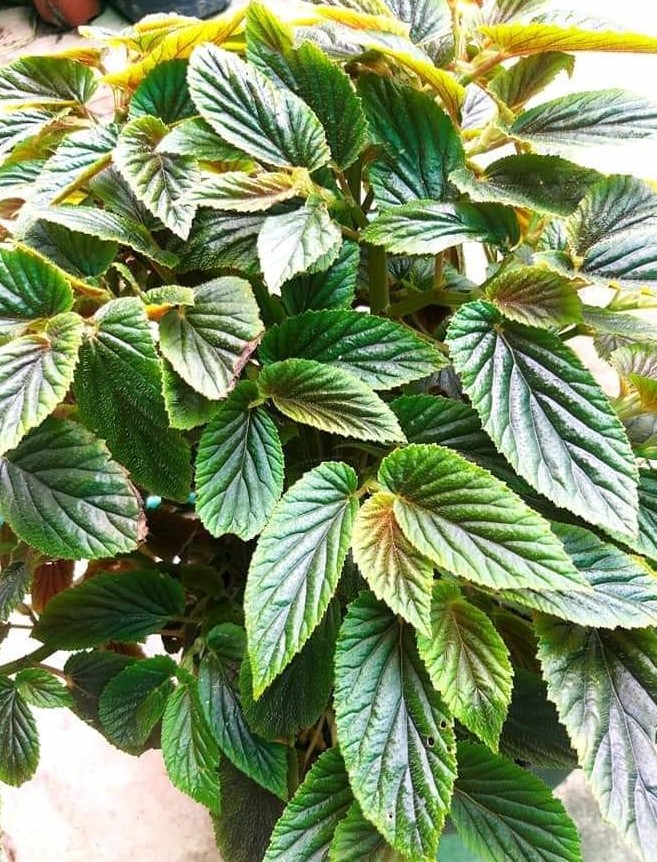 Terrarium Supplies Floral & Garden Crafts Home & Hobby RARE undescribed ...