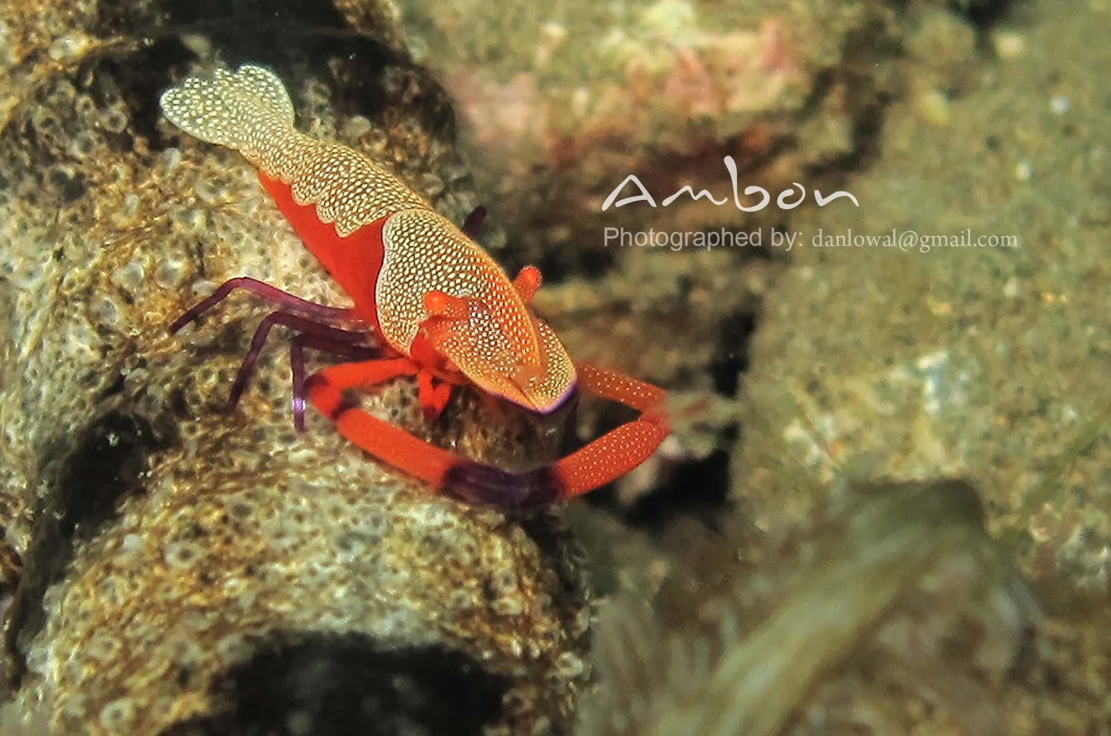 Dan's Den: Ambon
