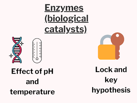 Enzymes Notes | GCE O Level And IGCSE Biology