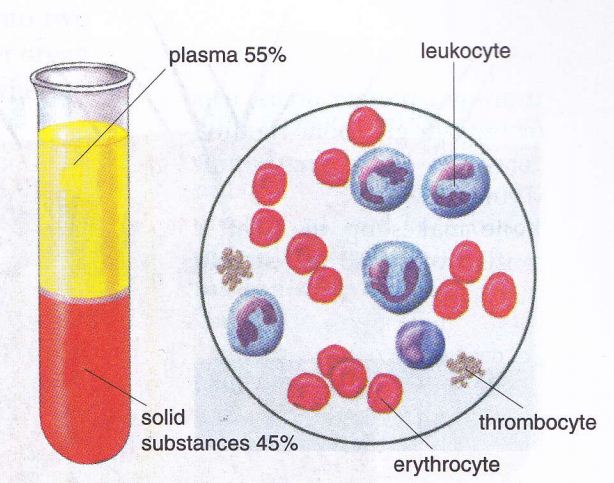 Components Building Blood And Kinds OF Blood - New Science Biology