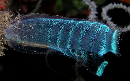 unique and interesting: Top 10 Colonial Organisms