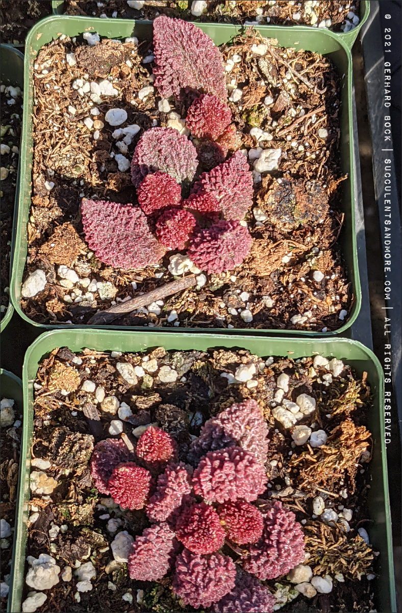 Succulent cornucopia at Plant Depot nursery in San Juan Capistrano