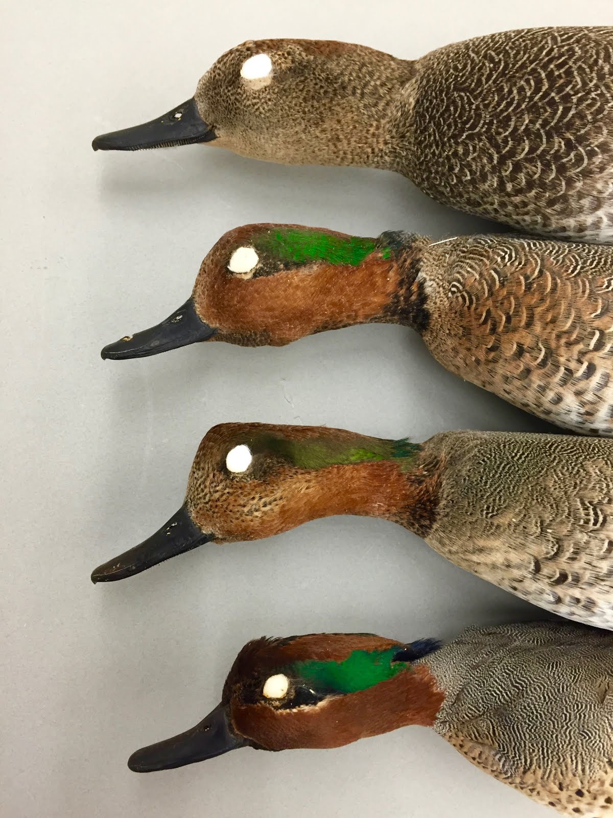 Hybrid Duck Study: A GALLERY OF DONATED HYBRIDS