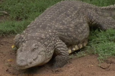 10 Exact Differences between Alligators and Crocodile | Which one is ...