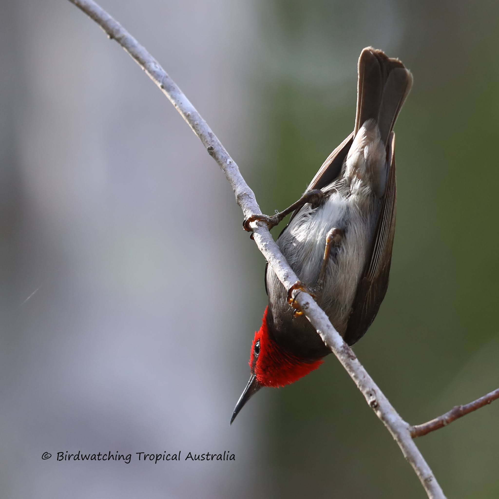 Birdwatching Tropical Australia