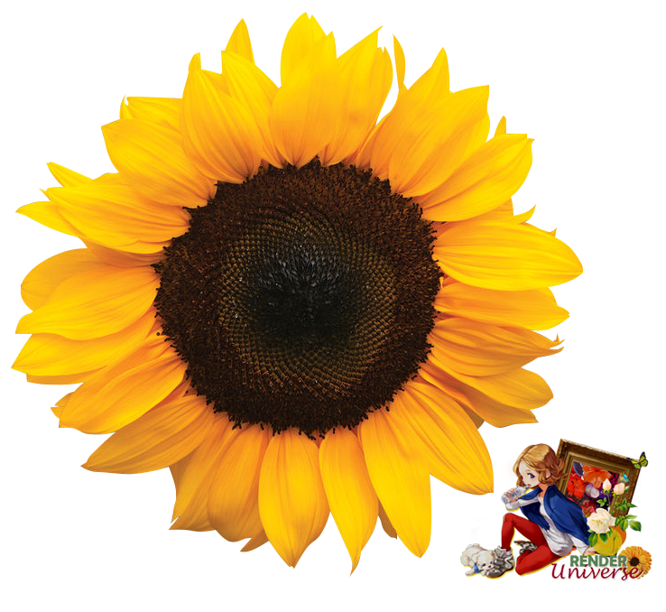 Sunflower | Render Universe