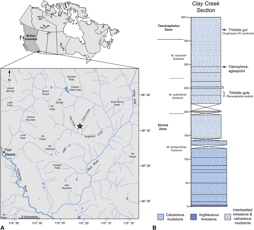 FOSSIL HUNTRESS: GUT TRILOBITE: TAGMOSIS IN AGLASPIDID ARTHROPODS