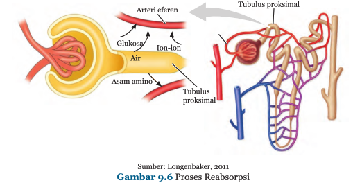 IPA Kelas 8 / SISTEM EKSKRESI MANUSIA - ADMINISTRASI SEKOLAH
