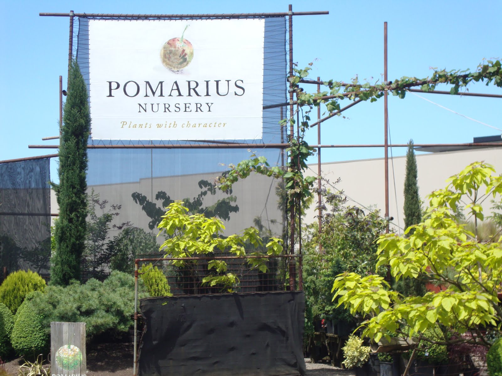 danger garden: Blue sky and carefully curated plants, at Pomarius