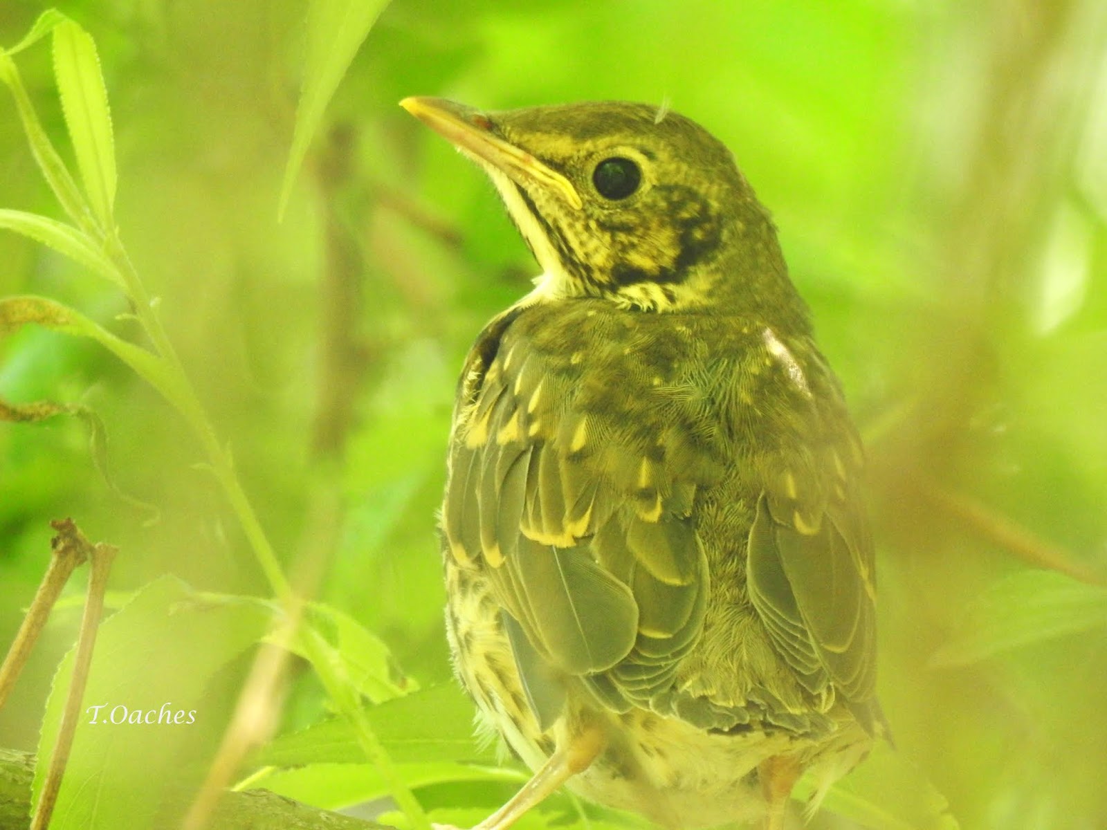 PASARI DIN ROMANIA: STURZ CANTATOR, Turdus philomelos