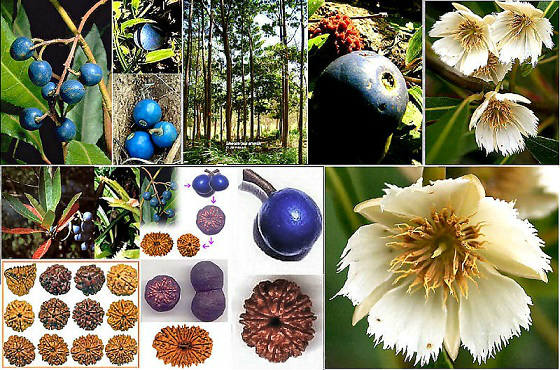 Ruthratcham Kidaikkumidam