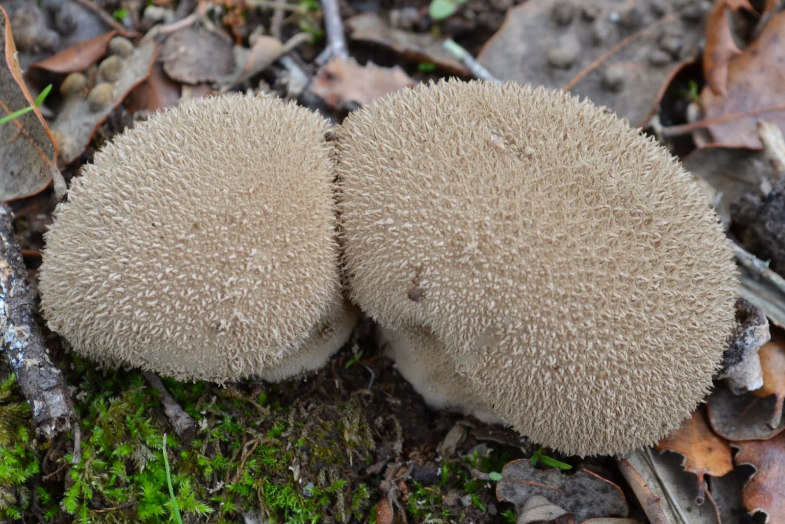 Setas Extremadura : Lycoperdon echinatum = Lycoperdon utriforme.