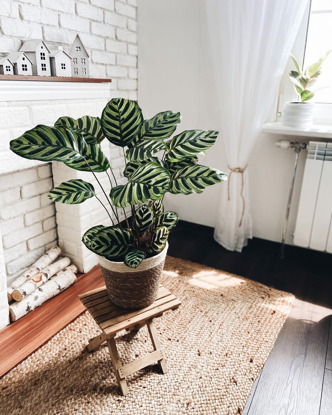 The 7 Best Indoor Plants For Minimalist Home ~ HelloShabby.com ...