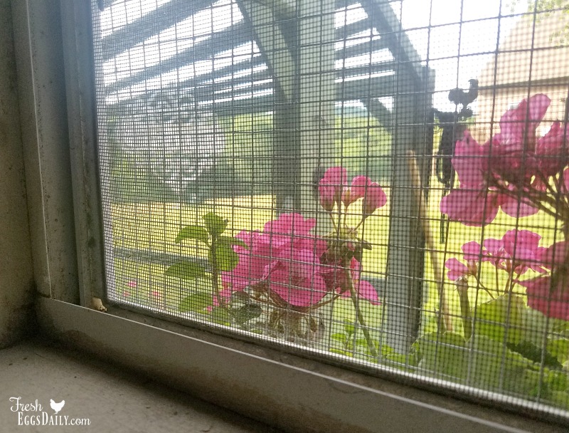 Control Flies Naturally in your Chicken Coop and Run - Fresh Eggs Daily ...