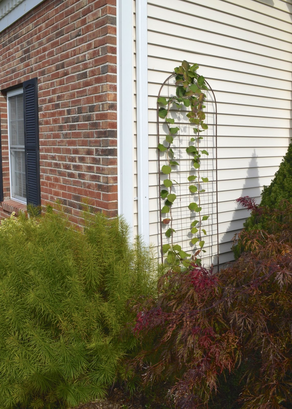 Plant Inventory at 20 Timothy : Lonicera reticulata / Grape Honeysuckle