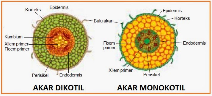 Biologi Gonzaga Monokotil Dikotil