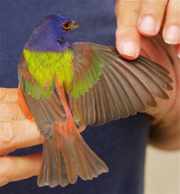 Bird Banding: Learning From Birds In-hand: Color Banding Painted Buntings